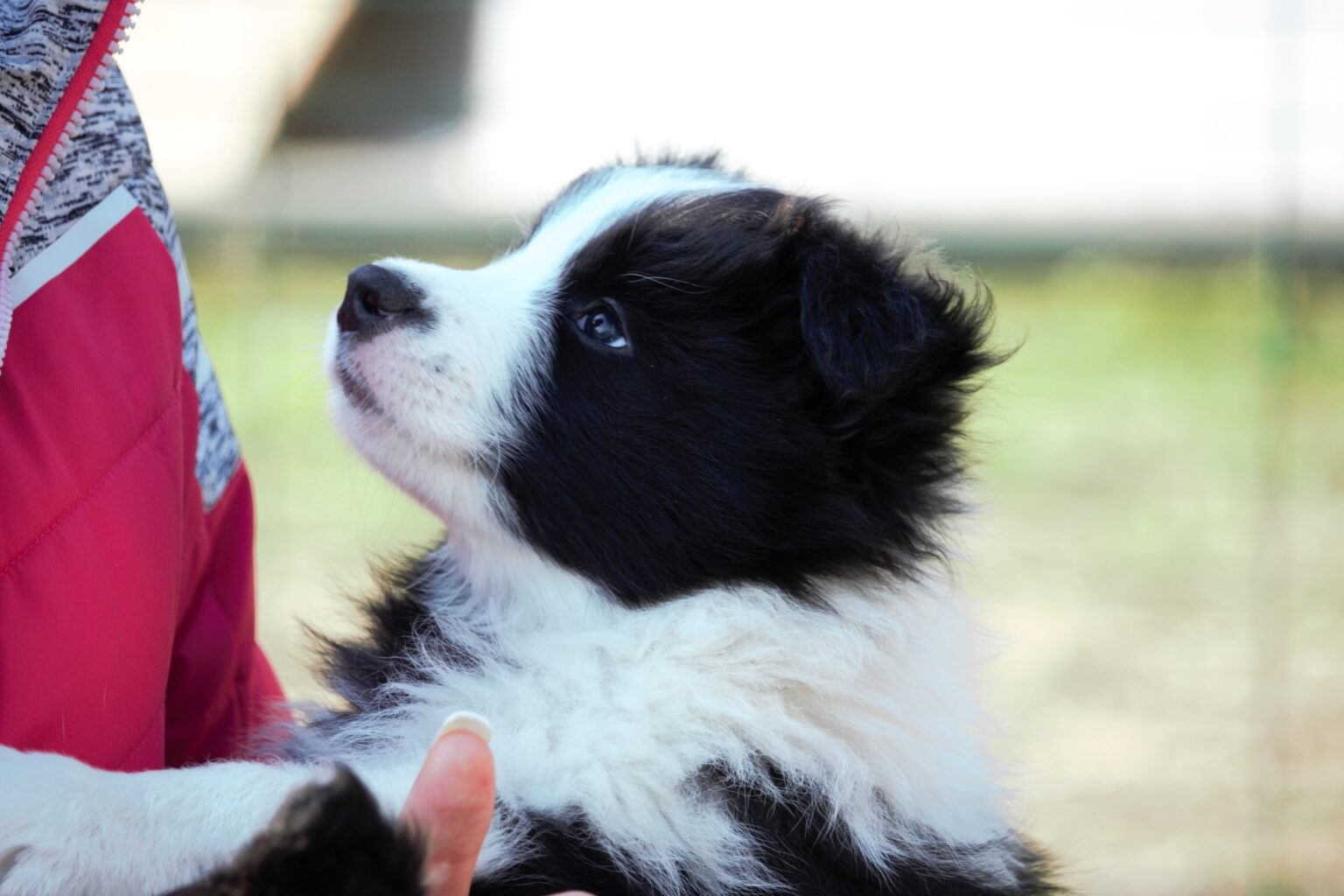 Border Collie – Vodič za buduće vlasnike iz iskustva